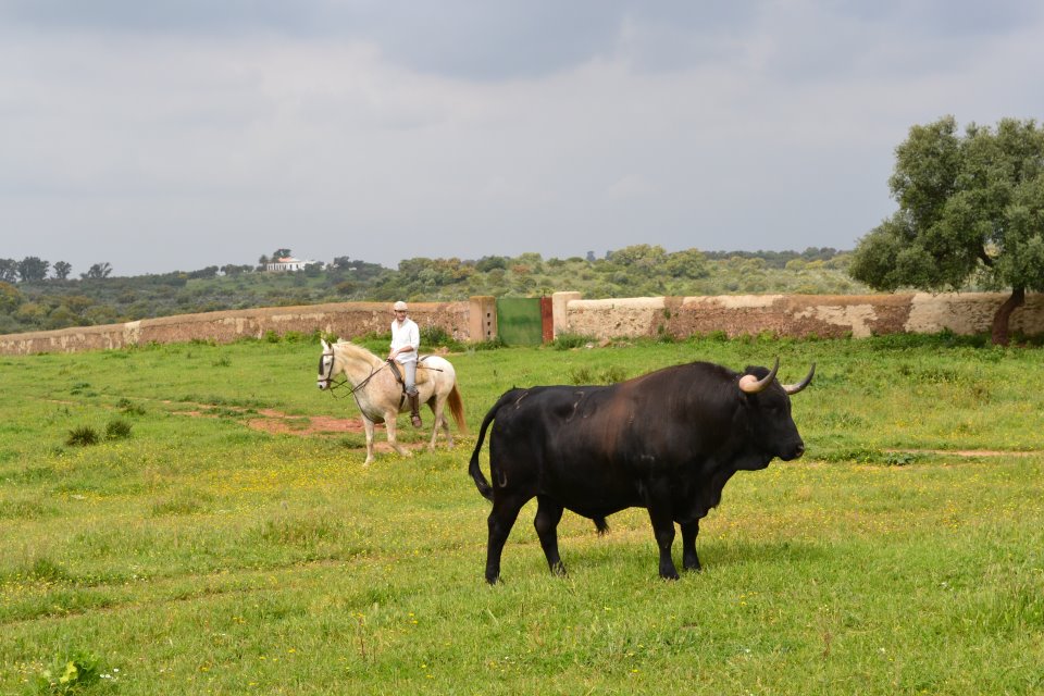 Hasta el rabo todo es toro: Un Señor