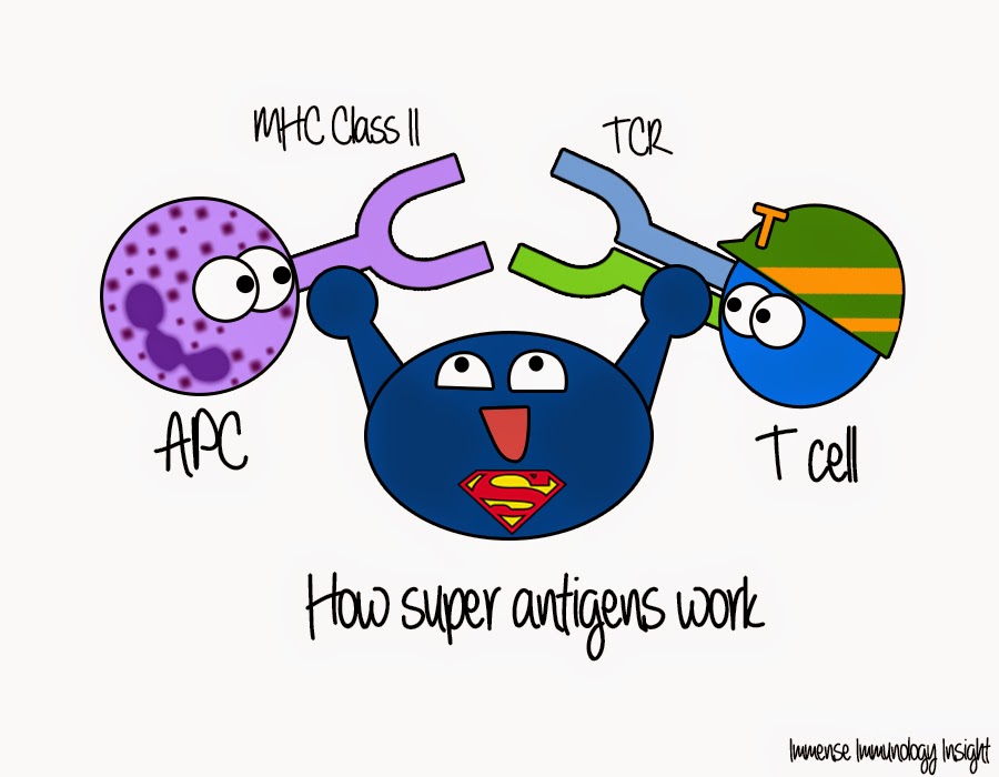 Immense Immunology Insight: How superantigens work