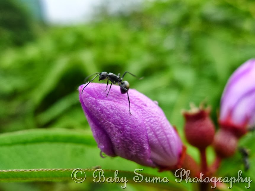 Baby Sumo Photography: Ant and senduduk (wild purple flowers) - KL ...