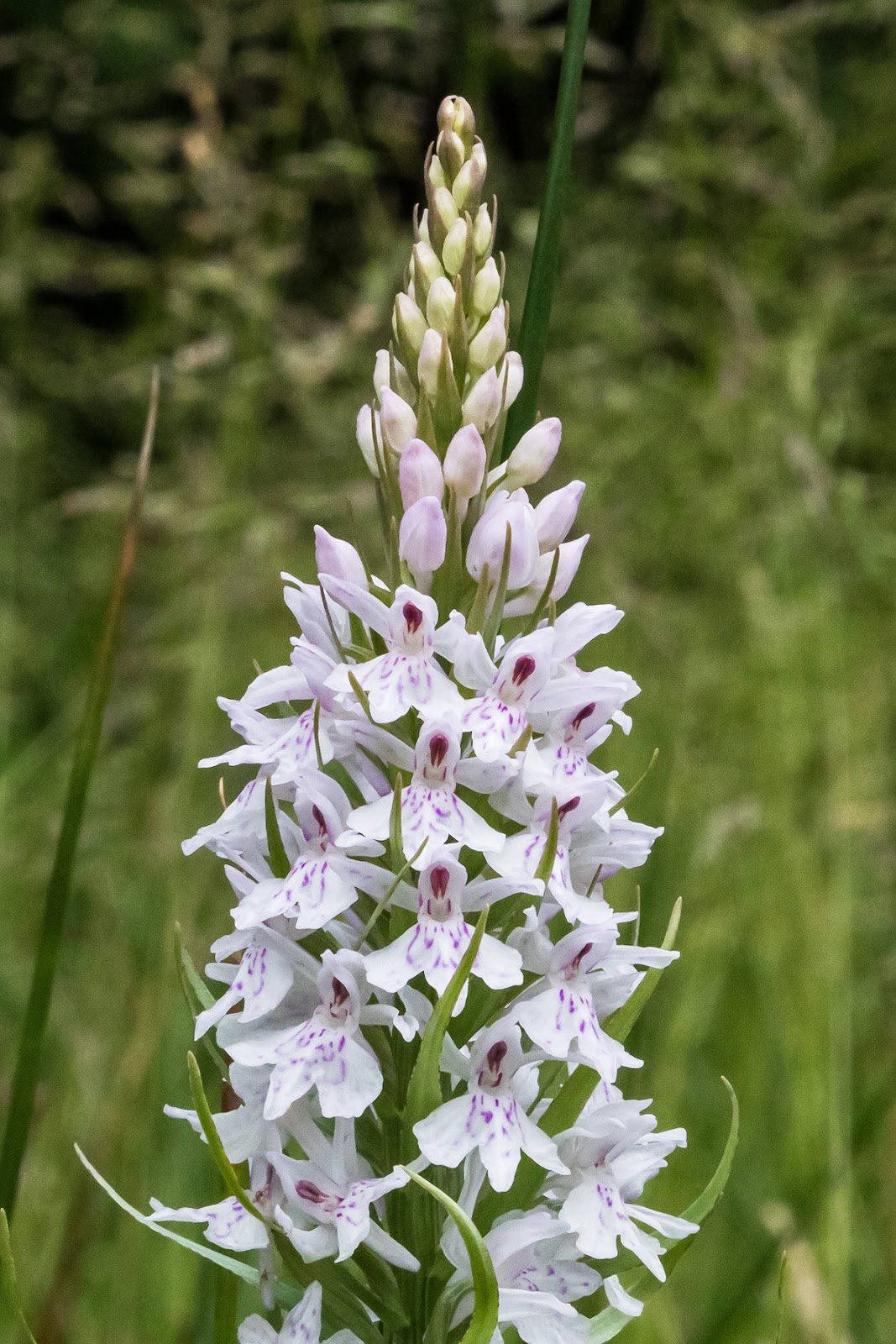 PETER'S PORTFOLIO..............Bird & Wildlife Photography: Common ...