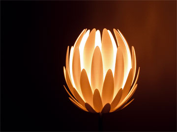 Iconic Photography.: Organic Shape