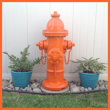bailey unleashed .com: my orange fire hydrant