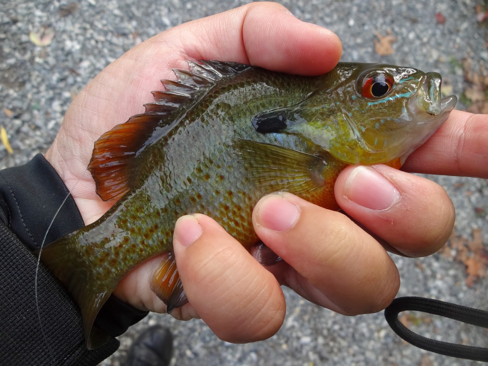 Extreme Philly Fishing: October Fishing Sessions (Last Update: COMPLETE)