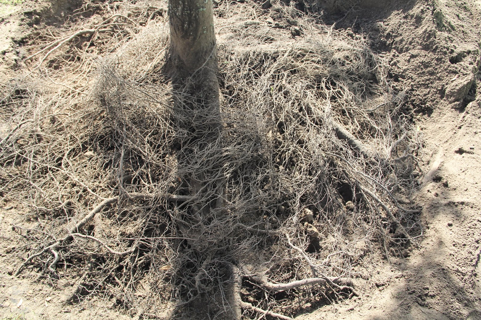 Golden Rule Soil Management Solutions: Getting Rid of Volcano Mulch Mounds