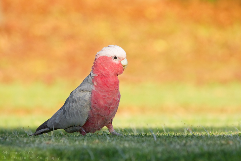 Close Encounters of the Bird Kind