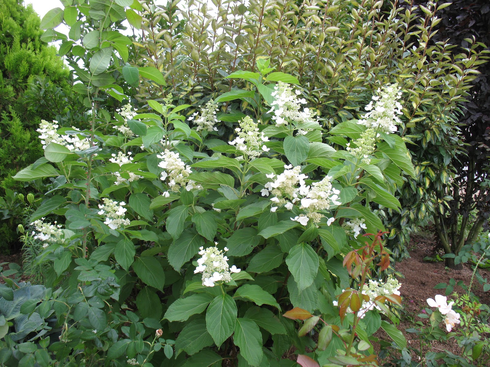 Roses du jardin Chêneland: Hydrangéa paniculata "Papillon"