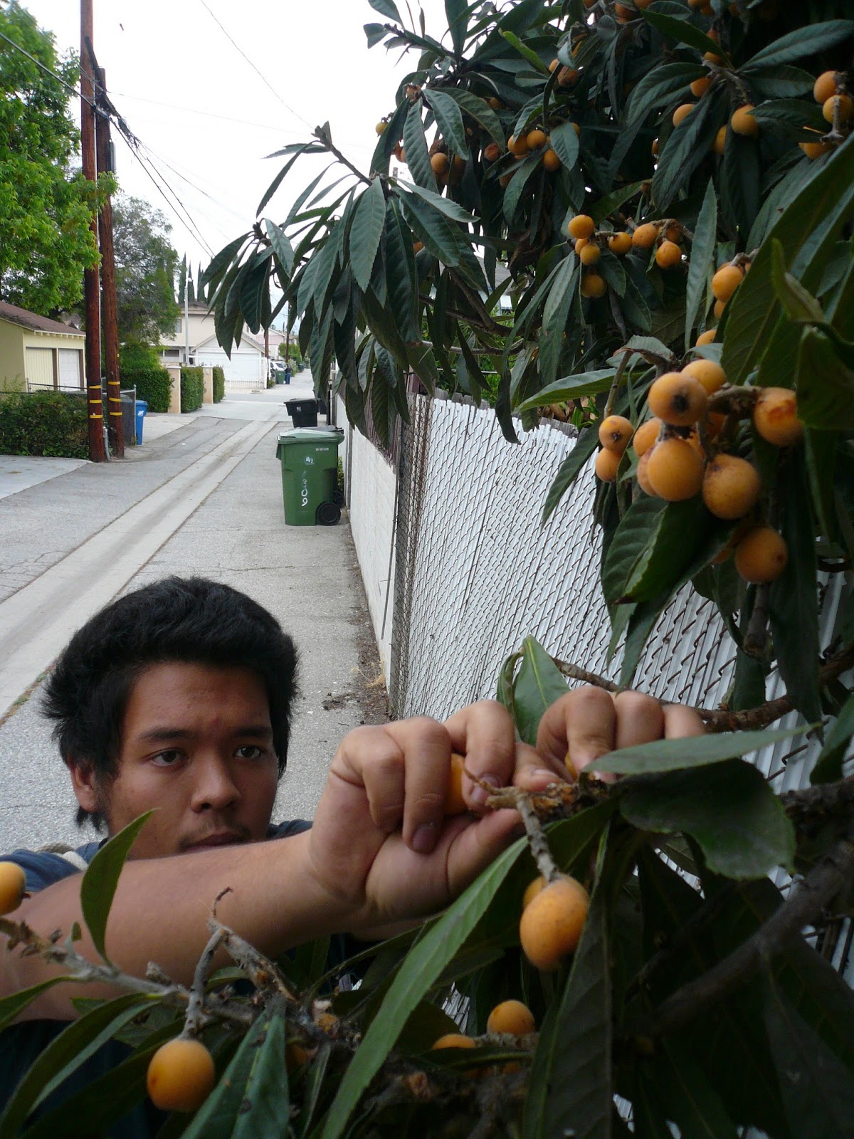 Countryman: Foraging California's Wild Side: Urban Foraging: The Fruits ...