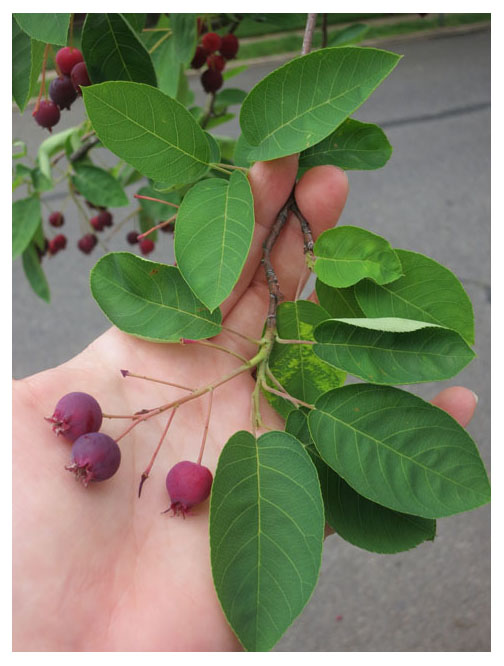 The Foraged Foodie: Foraging: Identifying Juneberries (Serviceberries ...