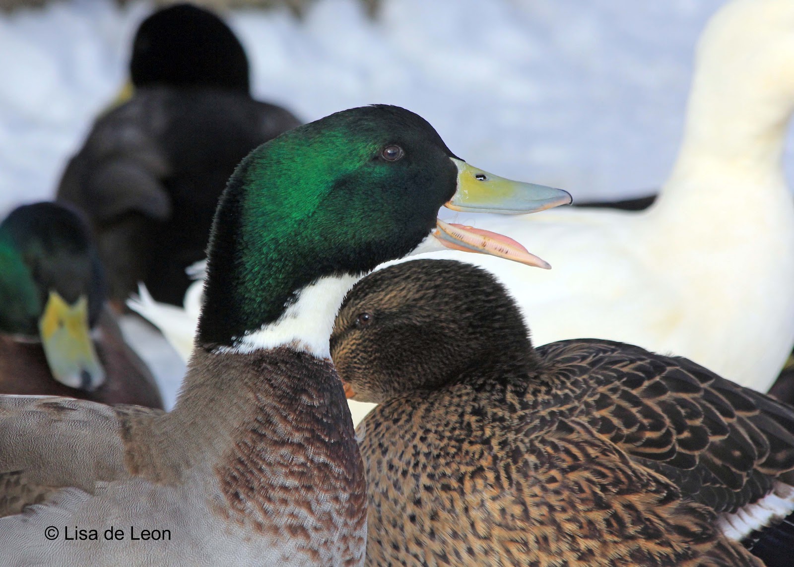 Birding with Lisa de Leon: Duck Fight!