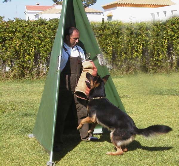 PSICOLMASCOT: Adiestramiento Canino. El perro de defensa -7 El Pastor Alemá