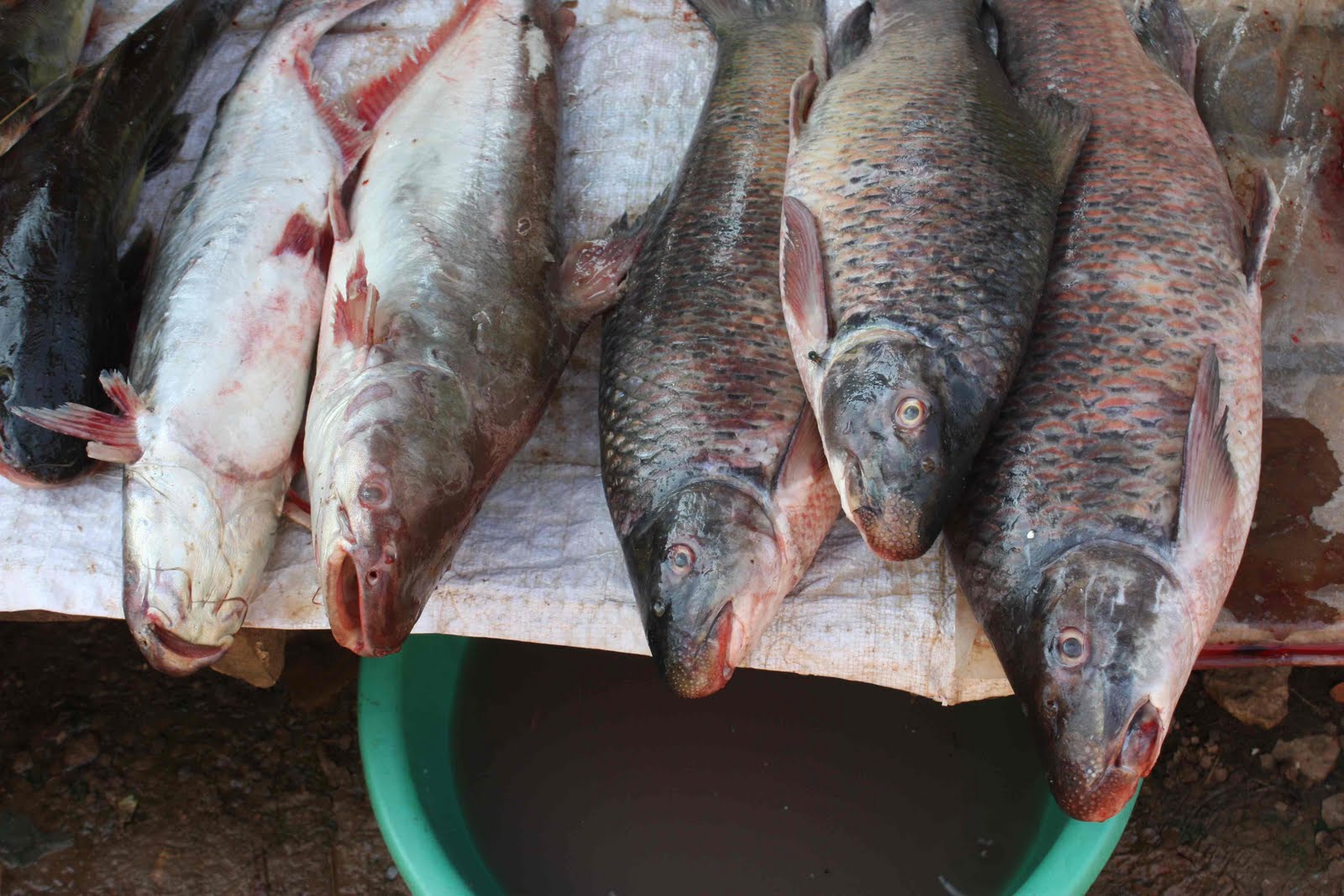 The World Tastes Good: My Second Day in Kratie, Cambodia