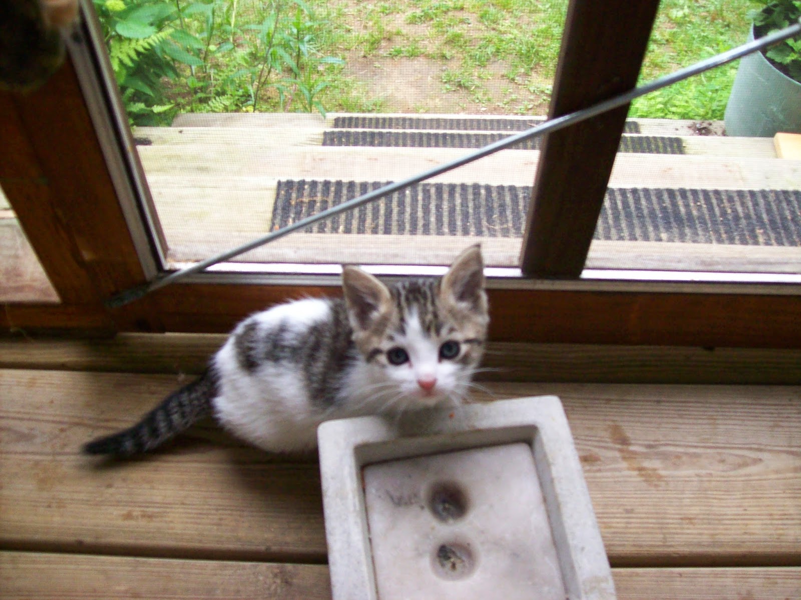 Misadventures of a Feral Cat Wrangler: April 2014