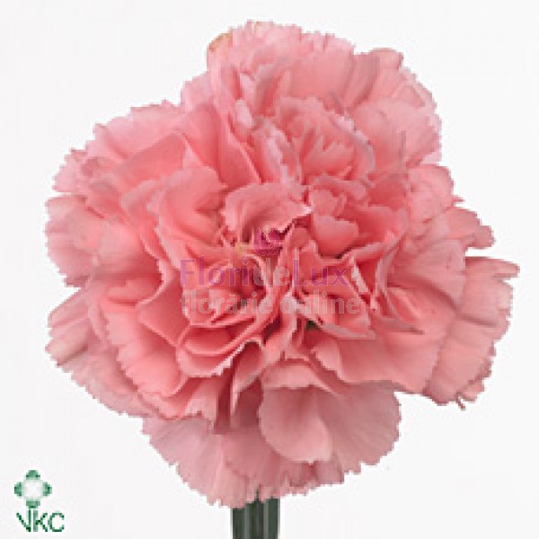 Flori si aranjamente florale: Garoafa si personalitatea