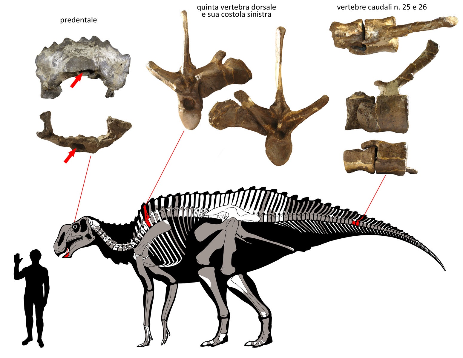 Species New to Science: [Paleontology • 2017] Redescription of A ...