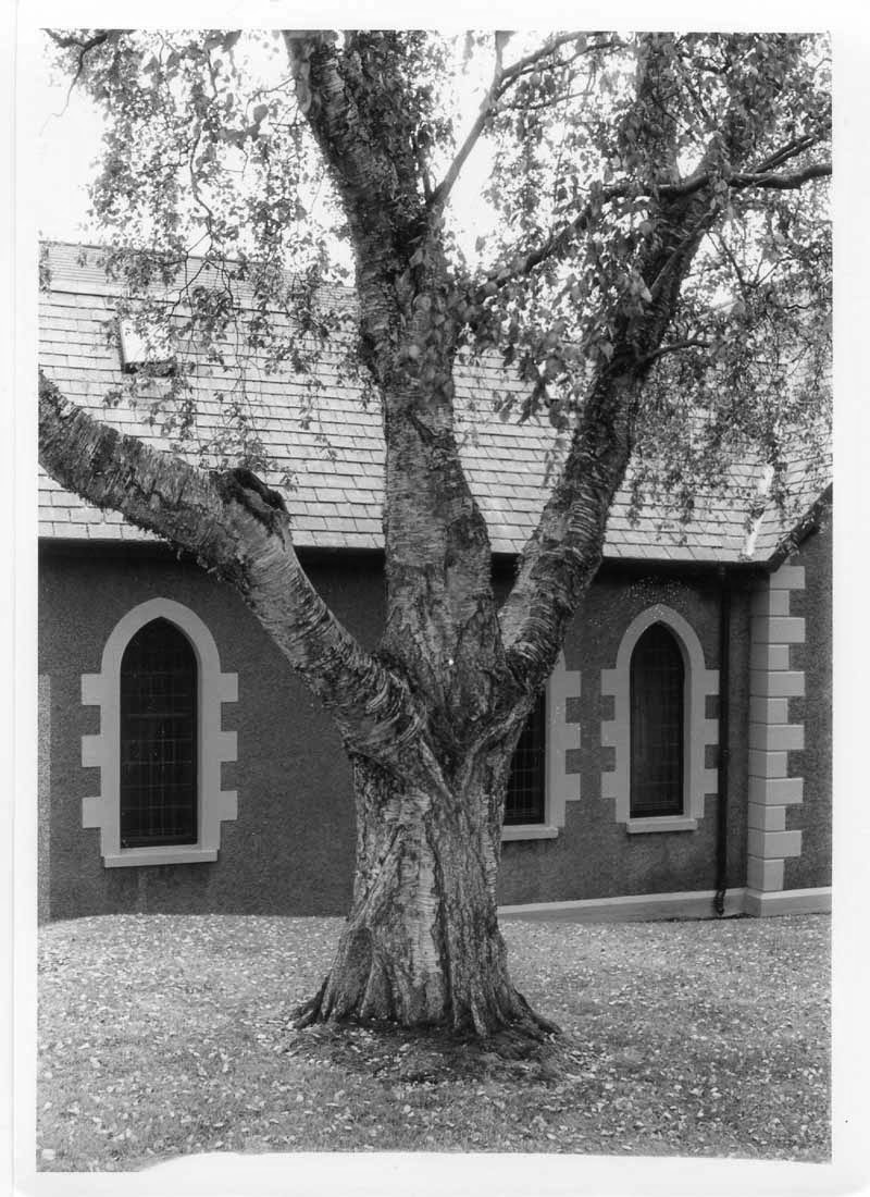 North East Liberties: Holy Trees and such