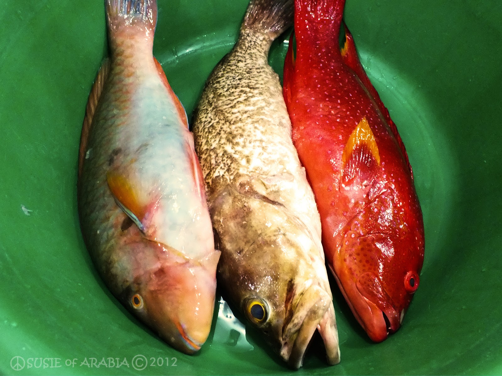 Jeddah Daily Photo: We Three Fish