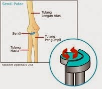 Macam-Macam Sendi Gerak Pada Tubuh Manusia - Bagi - Bagi IlmuBagi ...