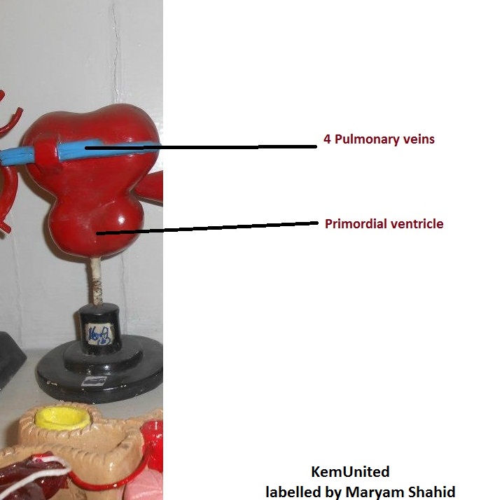 Embryology Models 2nd Year (labelled)