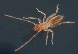 Clase Arachnida: Orden Schizomida