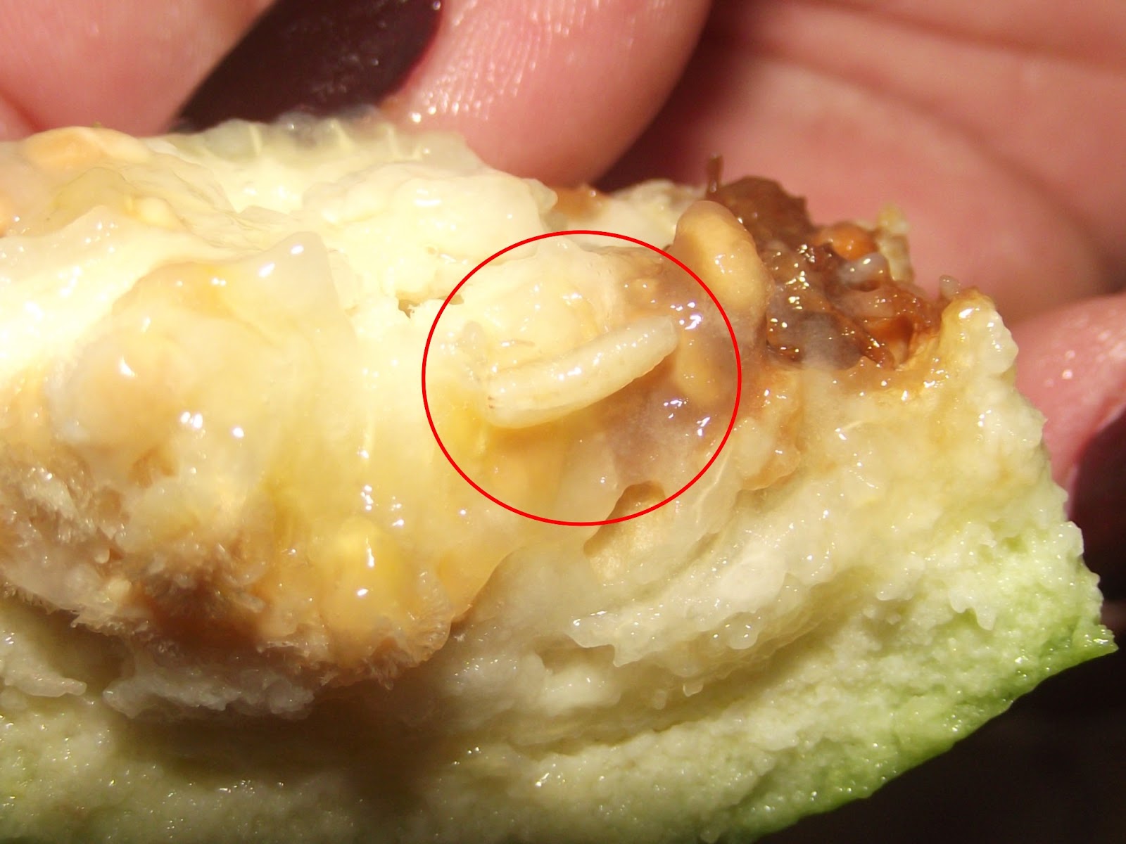 Bicho da goiaba | Mundo Biologia