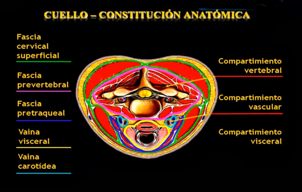 Anatomía del cuello