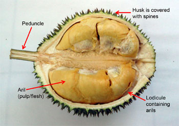 My Durian Best Of The World: Durian Botany