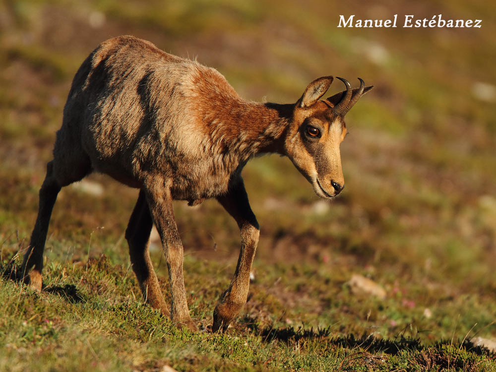 Miradas Cantábricas: Rebeco cantábrico (Rupicapra pyrenaica parva)