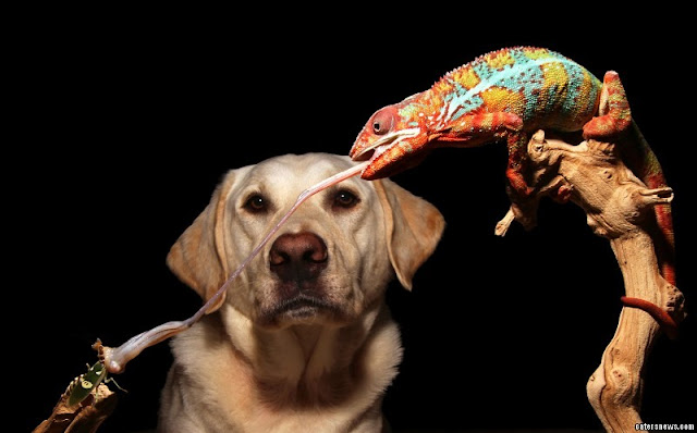 White Wolf : Meet the Labrador and chameleon who make the unlikeliest ...