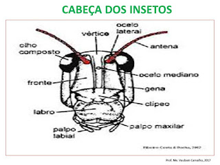ENSINO GENÉTICA FAMASUL: ENTOMOLOGIA 2ª PARTE - CABEÇA INSETOS