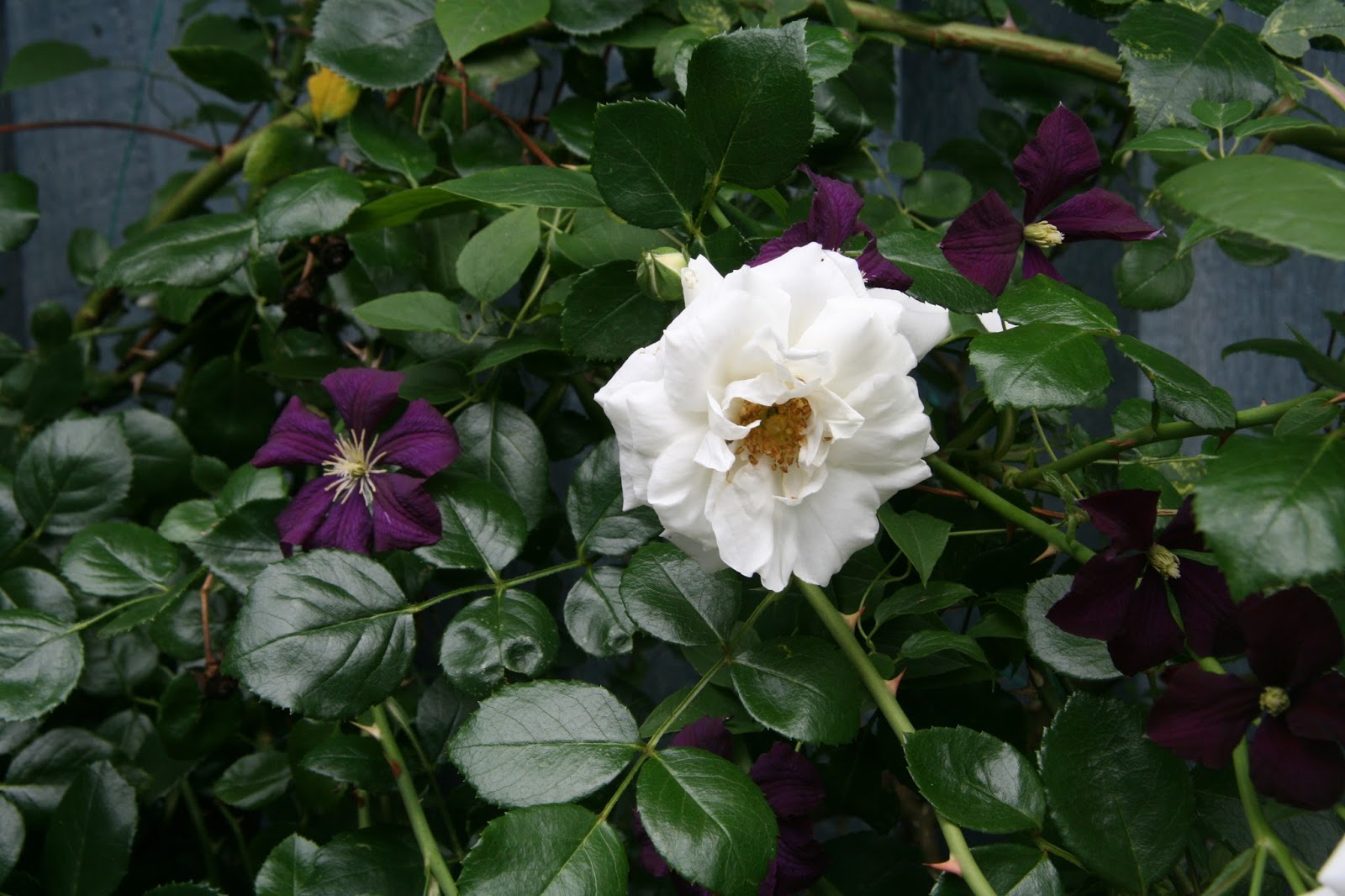 susangaylord.com: In Memory of Lyn and Her Garden