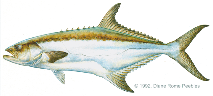 oltaya karışık: AKYA MI, KUZU MU?