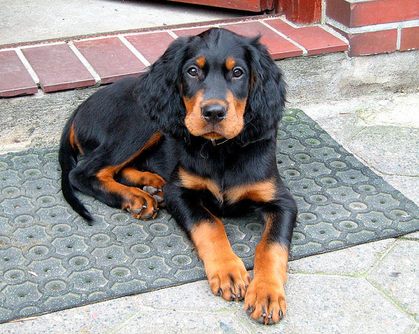 1000+ images about Gordon Setter on Pinterest | Portrait, Puppys and ...