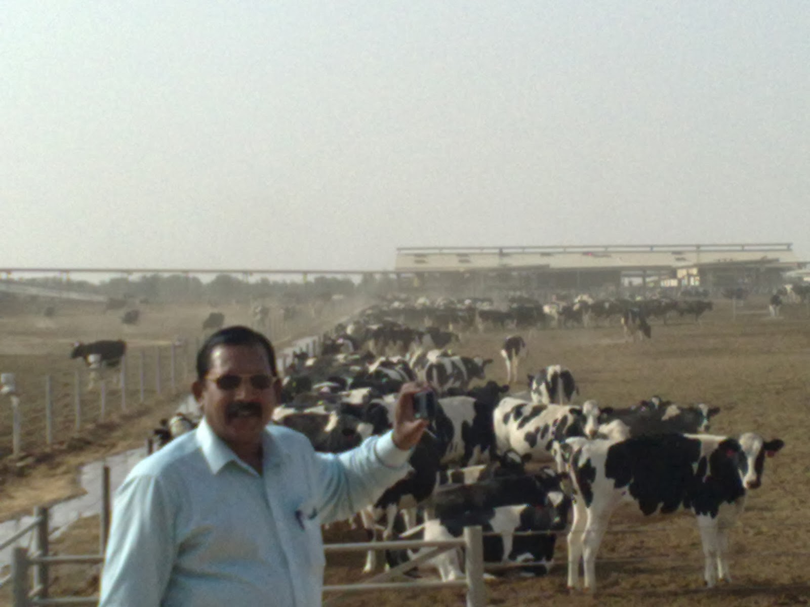 DAIRY FARM Largest Dairy Farm In The WORLD AL SAFI DAIRY RIYADH KSA dairy-farm-largest-dairy-farm-in-the-world-al-safi-dairy-riyadh-ksa