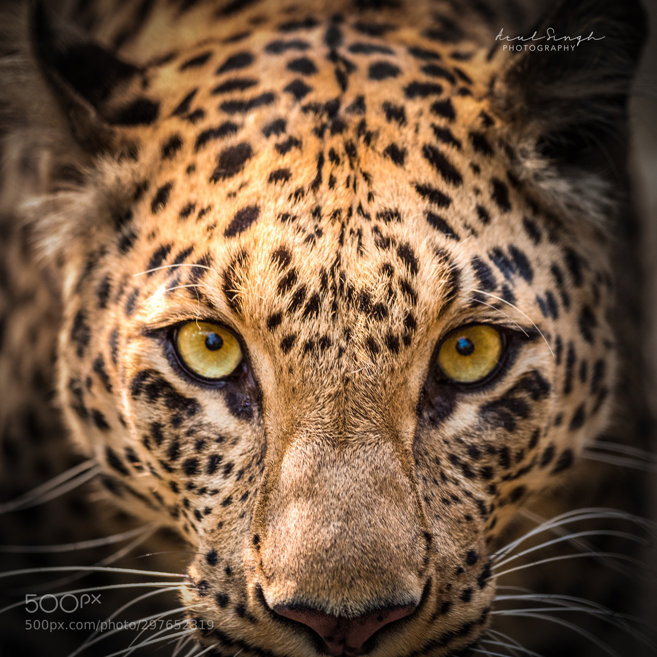 daily timewaster: The Predator's Stare