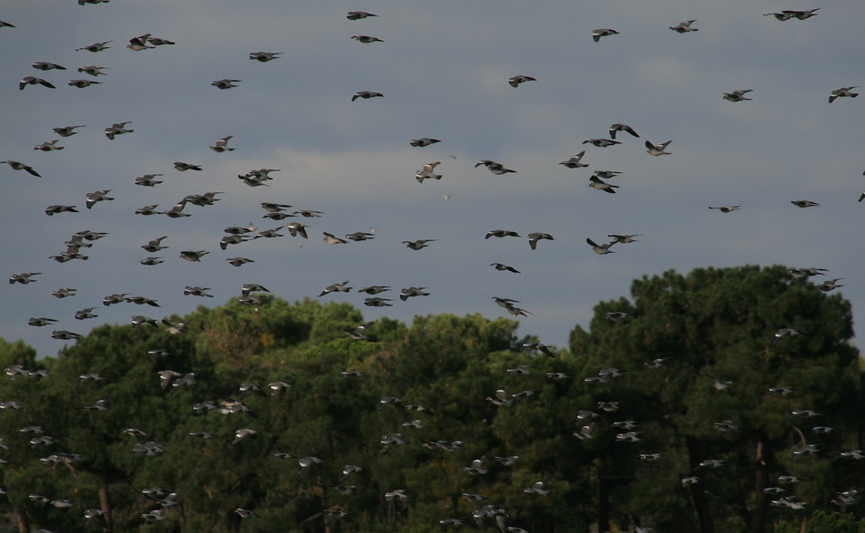 TERRITORIO NATURAL: Palomas torcaces en paso migratorio