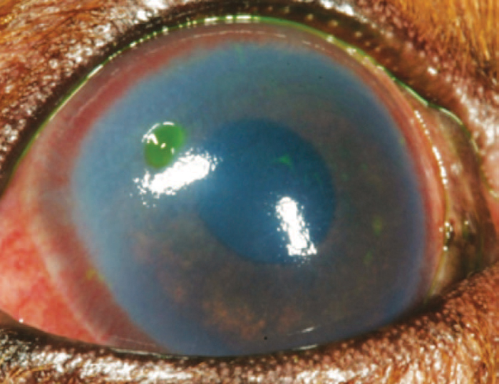 The On-Line Buzzletter: Quick Treatment of Dolly's Corneal Eye Ulcer ...
