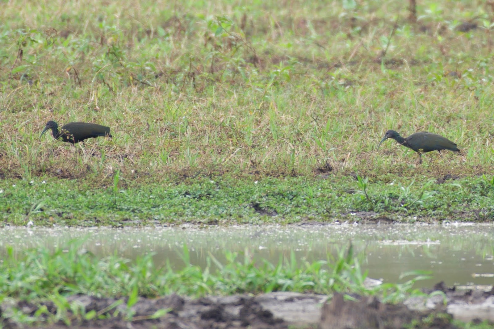 Jan Axel's Blog: A Visit to Finca Los Lagos (aka Ibis-Land)