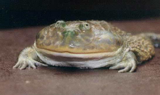 UGLY ANIMALS |The Garden of Eaden