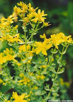 Medieval Bride: Medieval flowers