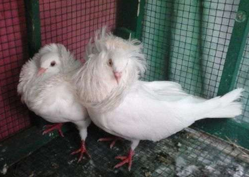 Gambar Burung Merpati Jacobin (Merpati Hias) | Gambar Foto Burung Merpati