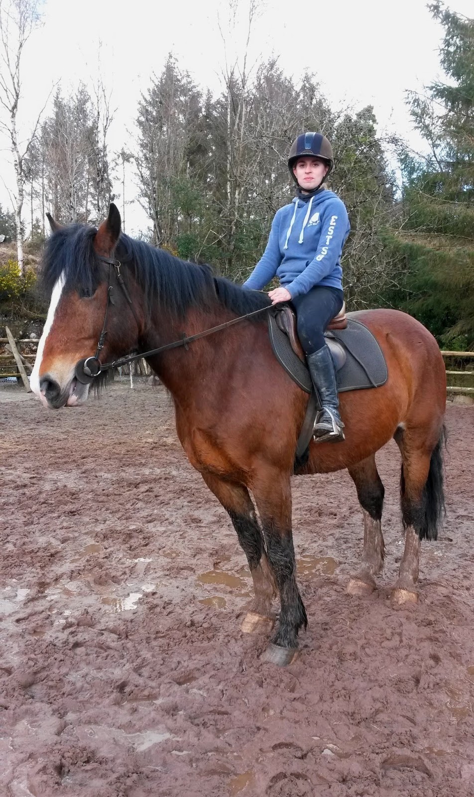 Carnet d’observation d’une cavalière française en Irlande - Cavali'Erre