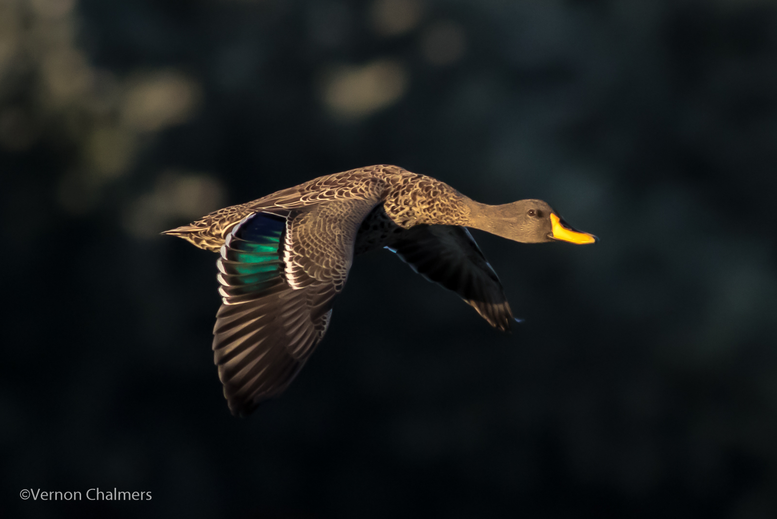 vernon-chalmers-photography-canon-eos-7d-mark-ii-auto-iso-low-light