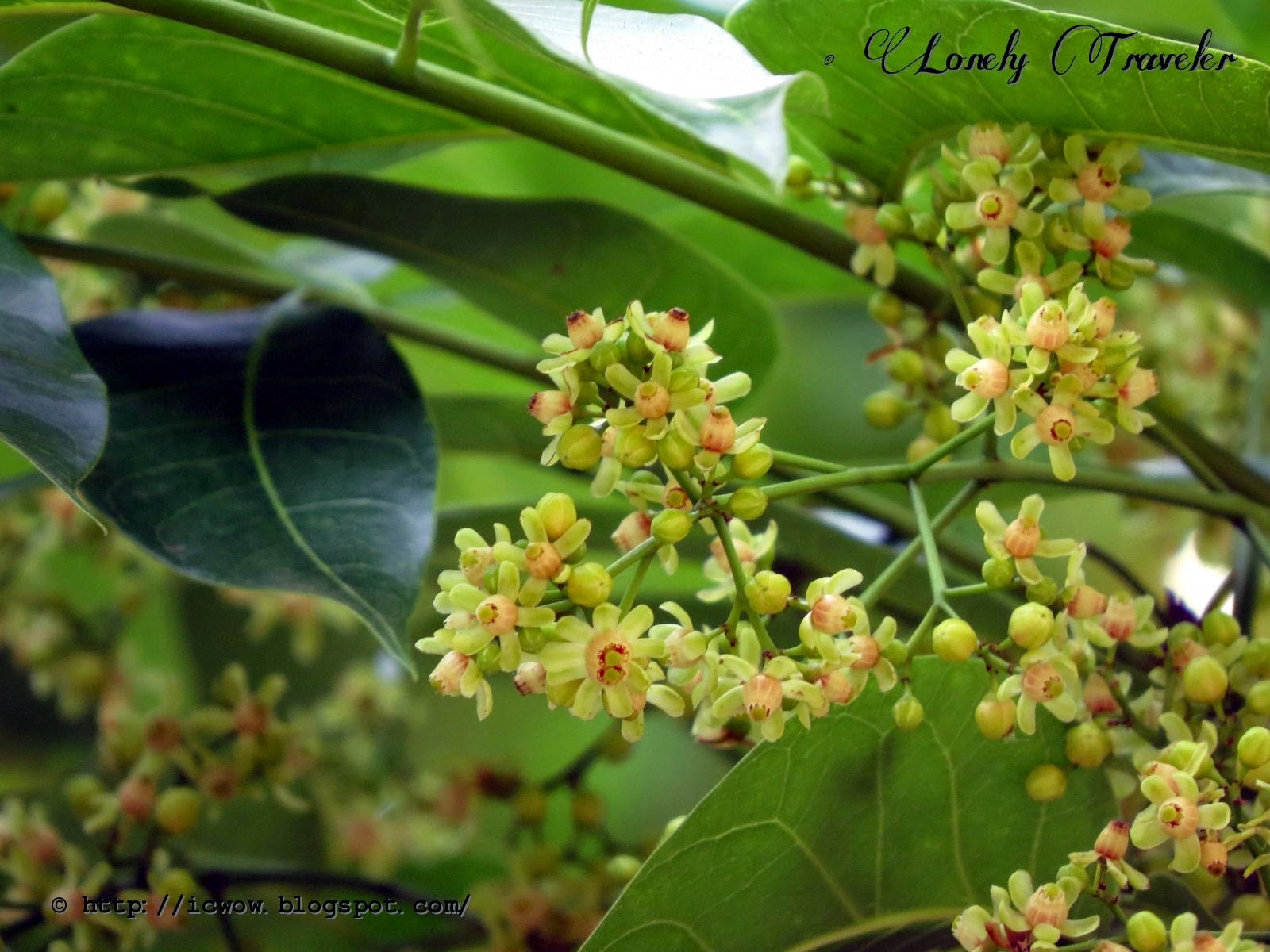 Mahogany flower (মেহগনি ফুল) - Swietenia macrophylla