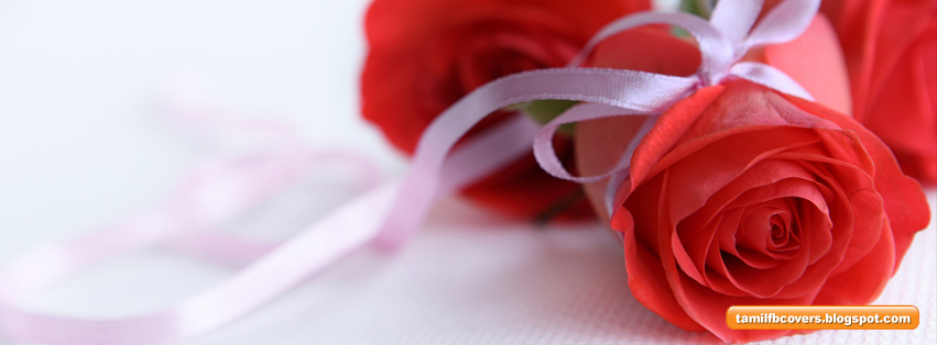 My India FB Covers: Red Rose - Flower FB Cover