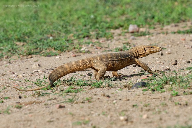 Journey of Joy: Desert National Park, Rajasthan - August, 2013.