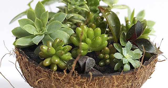 Coconut pot - Journey into Creativity