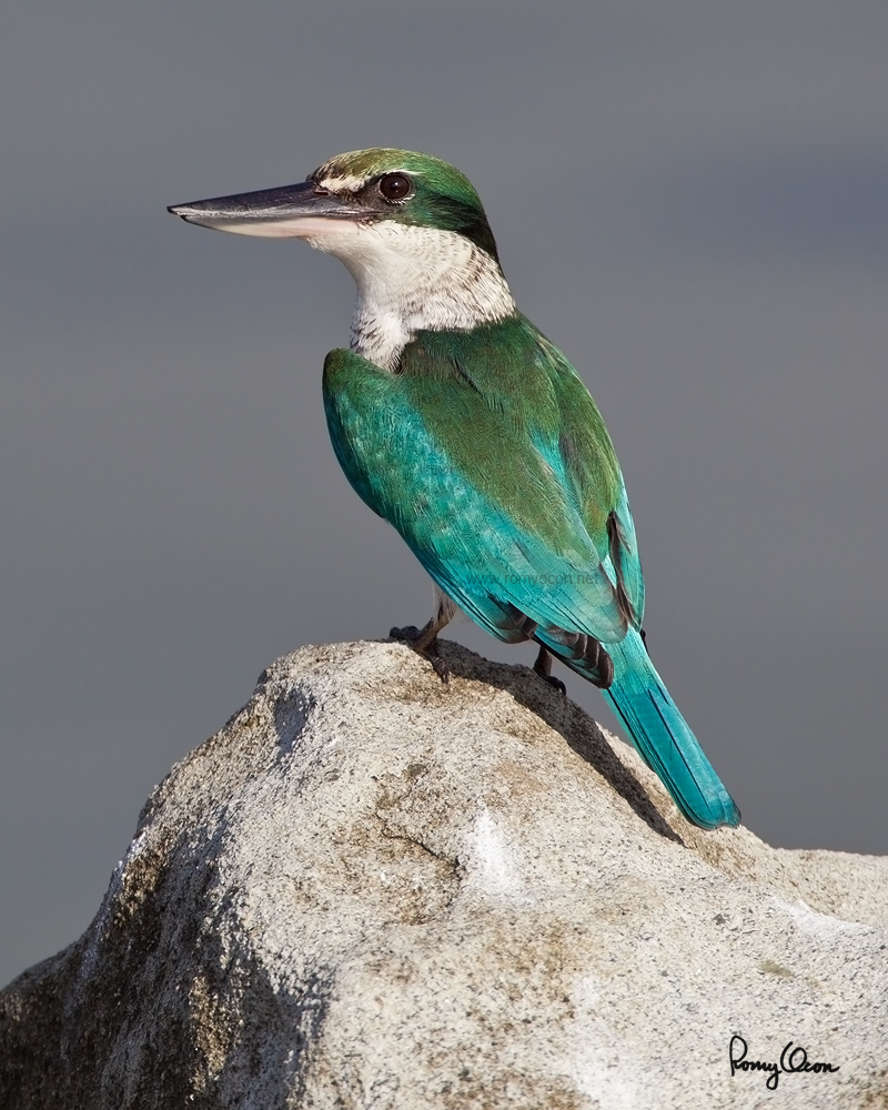 Romy Ocon's Wild Birds of the Philippines: Collared Kingfisher (A ...