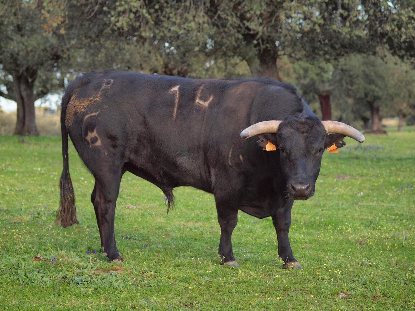 LOS COQUILLAS DE CIFUENTES: LAS ASTAS EN EL TORO DE LIDIA