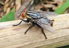 Toda Medicina: Curiosidades