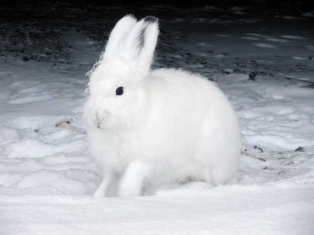 Cool Photo Pict: Beautiful and Stunning polar animals of the snow ...